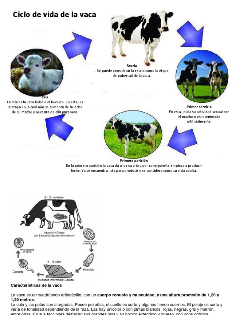 Ciclo de Vida de La Vaca | PDF | Vacas | Leche