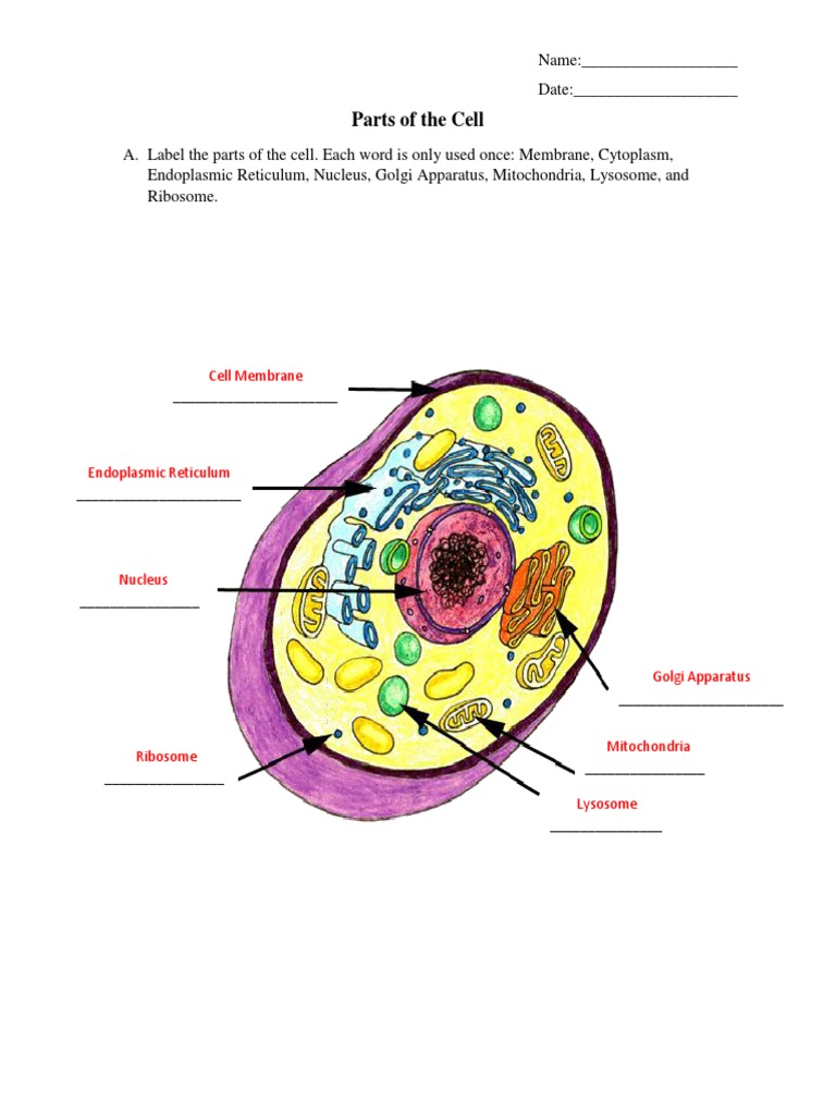 Parts of The Cell | PDF | Cytoplasm | Cell (Biology)
