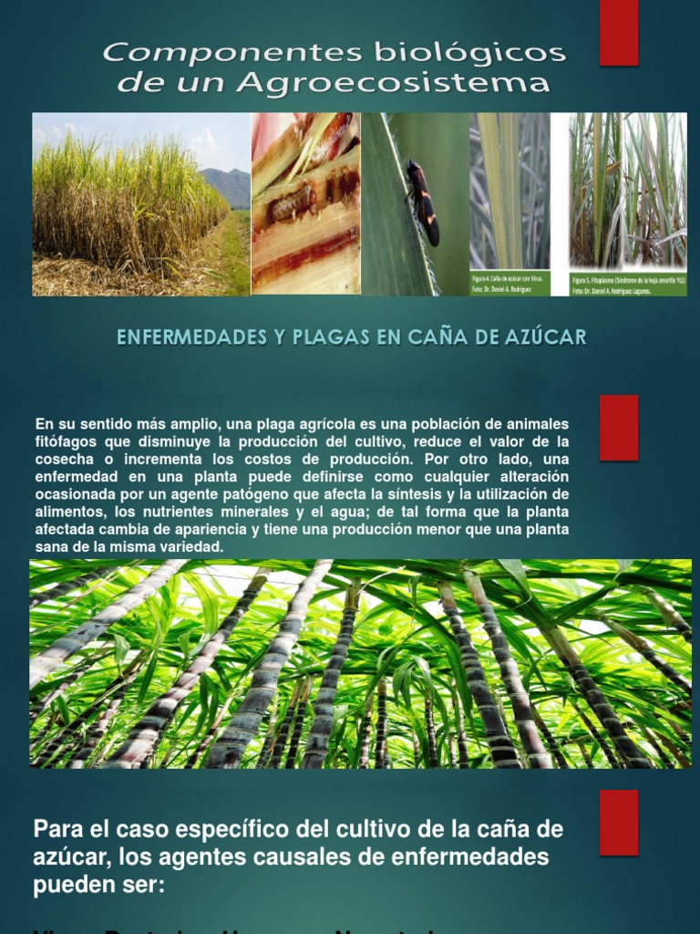 Componentes Biológicos de Un Agroecosistema | Plaga (organismo) | Las ...