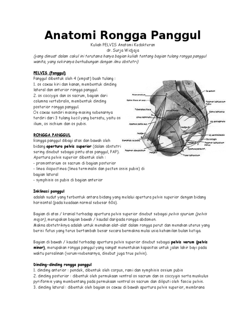 Anatomi Rongga Panggul | PDF