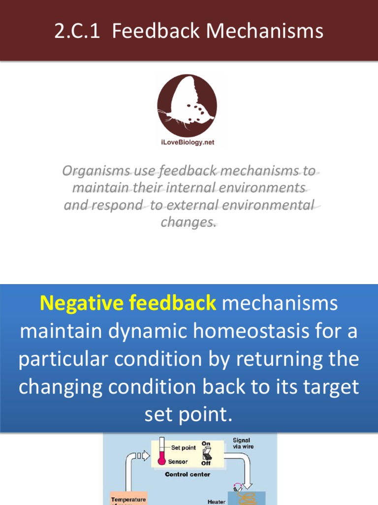 2.C.1 Feedback Mechanisms | PDF | Positive Feedback | Feedback