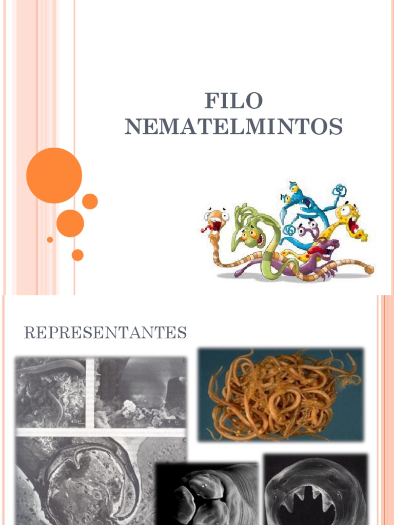 Filo Nematelmintos | PDF