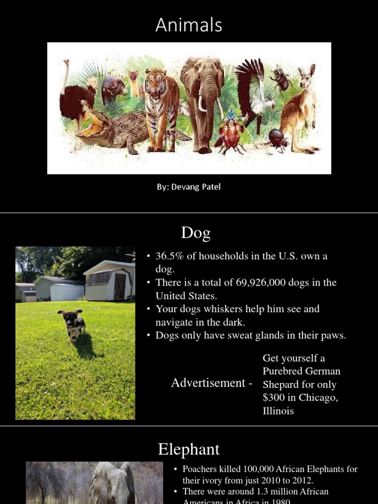 Randy Animals Powerpoint | PDF | Bald Eagle | Alligator