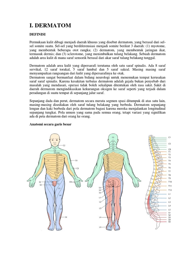 Dermatom | PDF