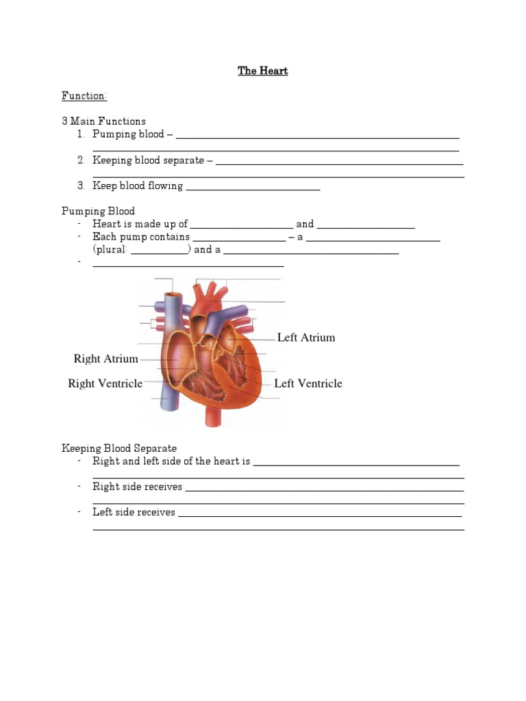 Block 2 - The Heart Note C | PDF | Heart Valve | Heart