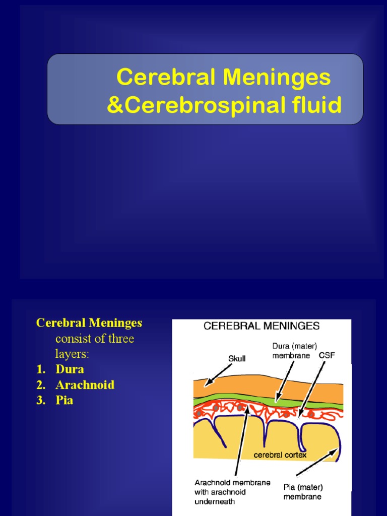 Cerebral Meninges &cerebrospinal Fluid | PDF | Cerebrospinal Fluid | Astrocyte