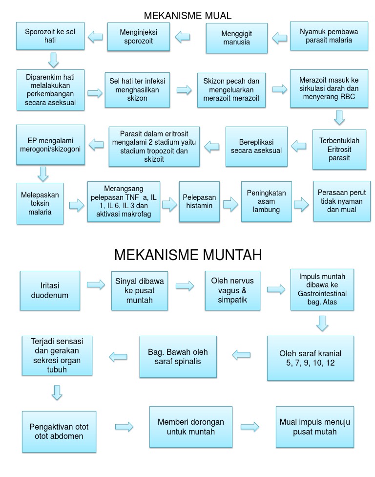 Mekanisme Mual Muntah | PDF