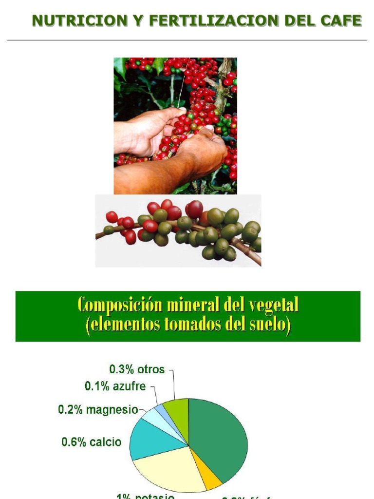 Nutricion y Fertilizacion de Cafe Deficiencias Nutricionales | PDF ...