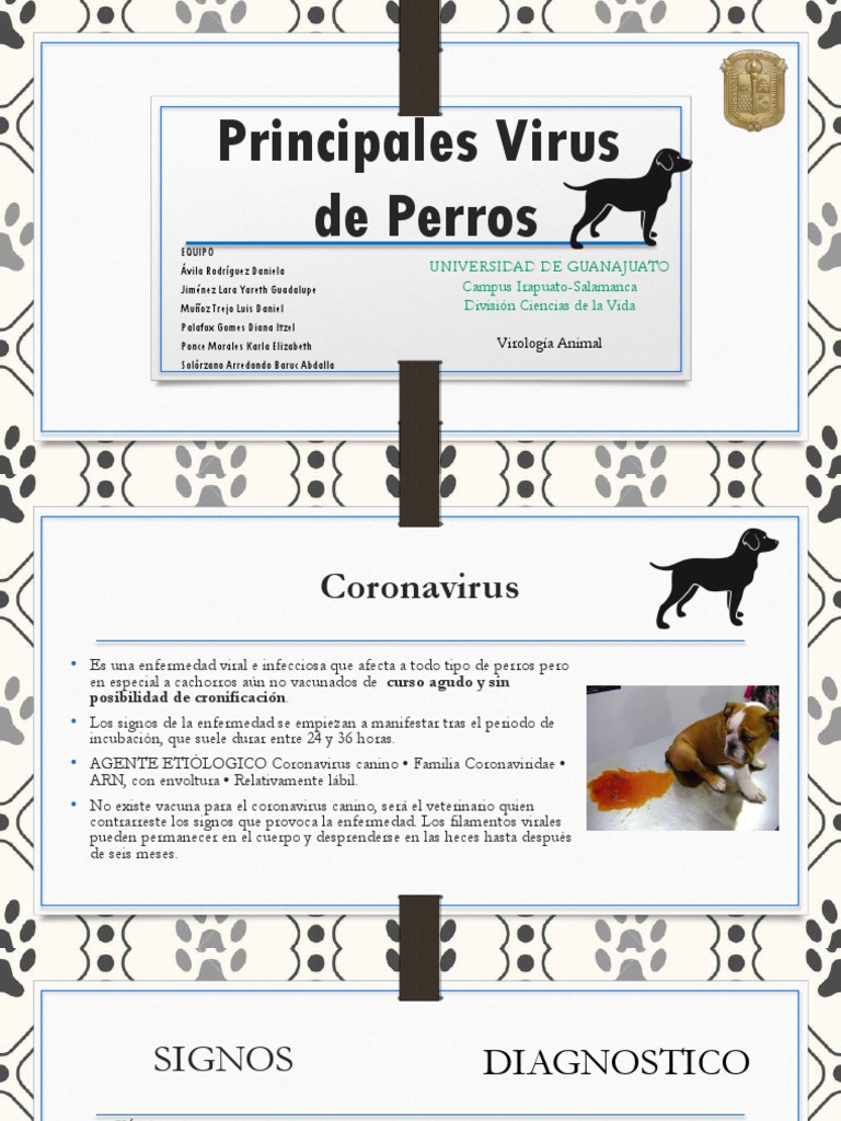 Virus en Perros. Final | Virus | Diarrea