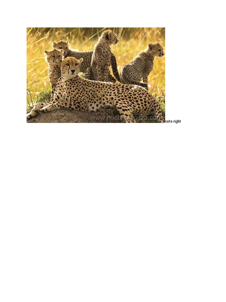Cheeta | PDF