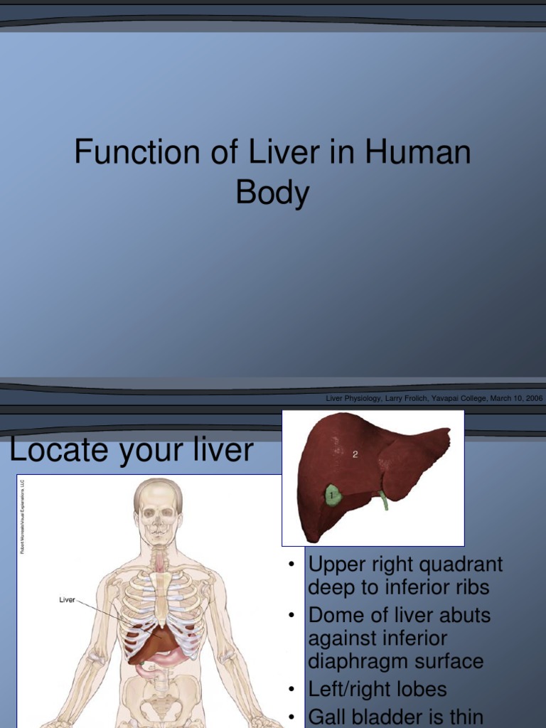 Function of Liver in Human Body: Liver Physiology, Larry Frolich ...