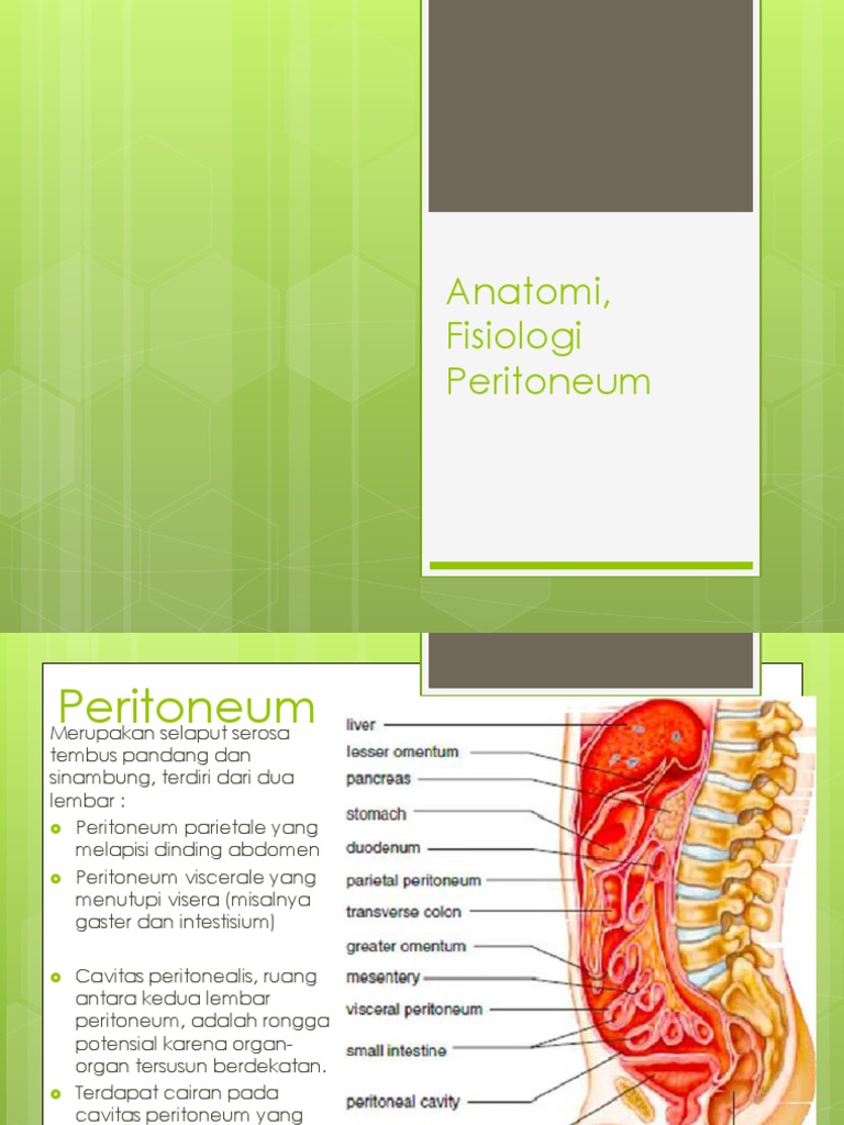 Anatomi Fisiologi Peritoneum | PDF