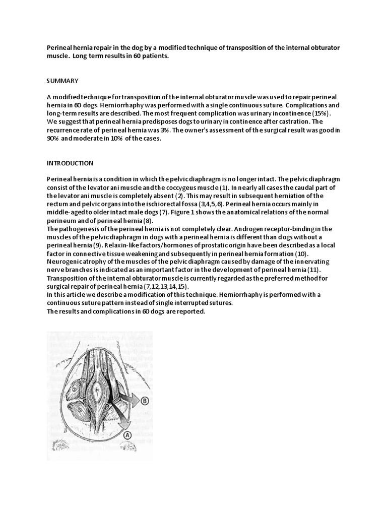 Perineal Hernia Dog PDF | PDF | Urinary Incontinence | Surgery