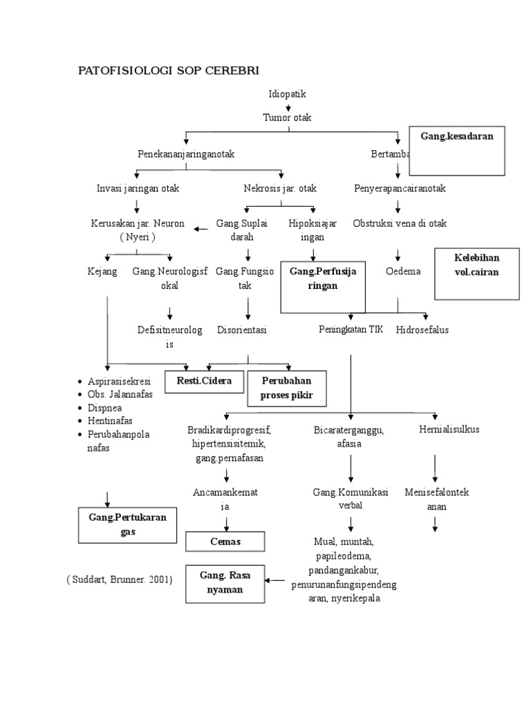 Pathway Sop Cerebri | PDF
