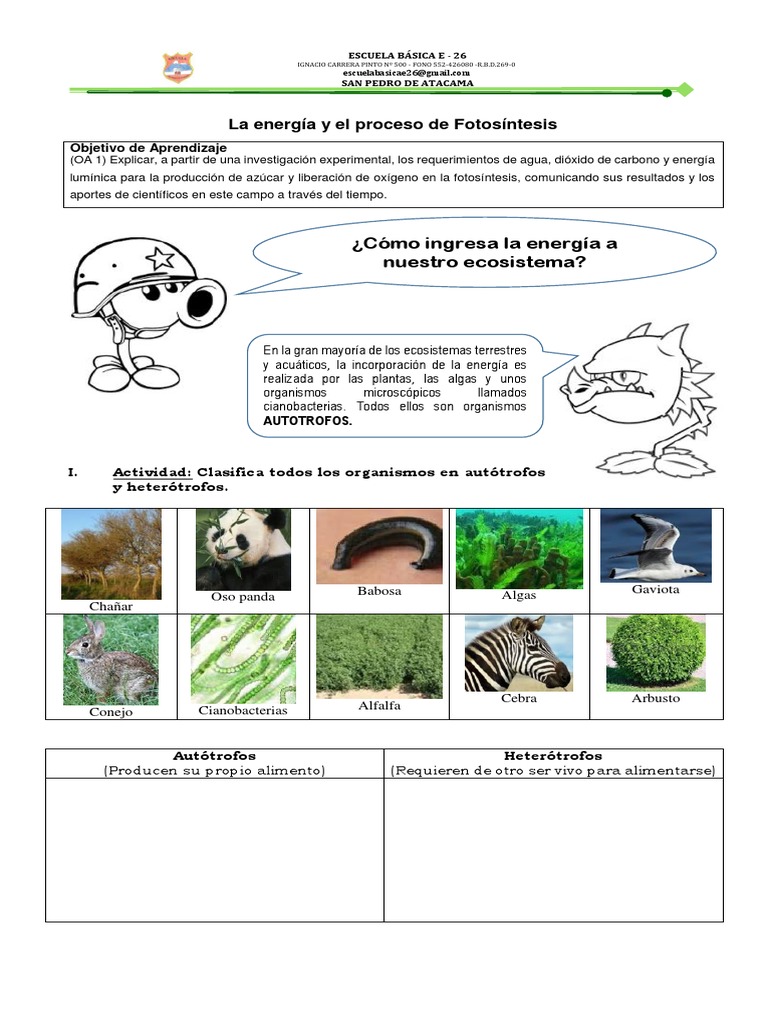 Energía y Dinámica en Ecosistemas | PDF | Fotosíntesis | Cianobacterias
