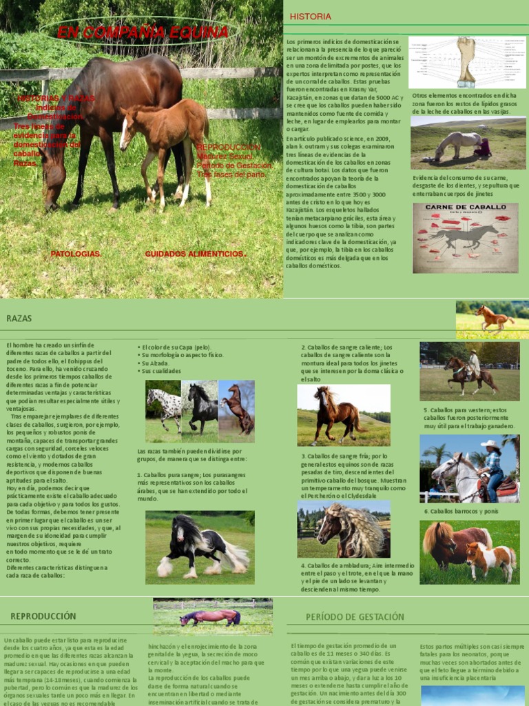 Reproducción y gestación del caballo | PDF | Caballos | Parto