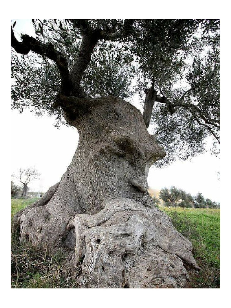 The Thinking Tree - An Ancient Olive Tree in Puglia, Italy.