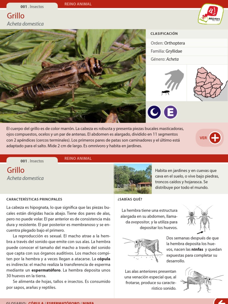 Características principales y hábitos del grillo común | PDF | Insectos ...