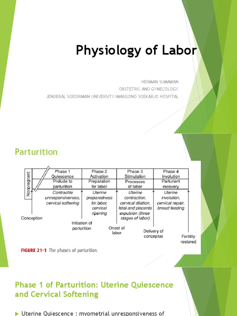 Physiology of Labor | PDF | Childbirth | Human Pregnancy