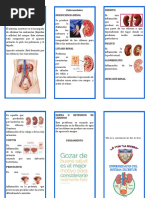 Triptico Enfermedades Del Sistema Excretor | PDF | Sistema urinario | Riñón