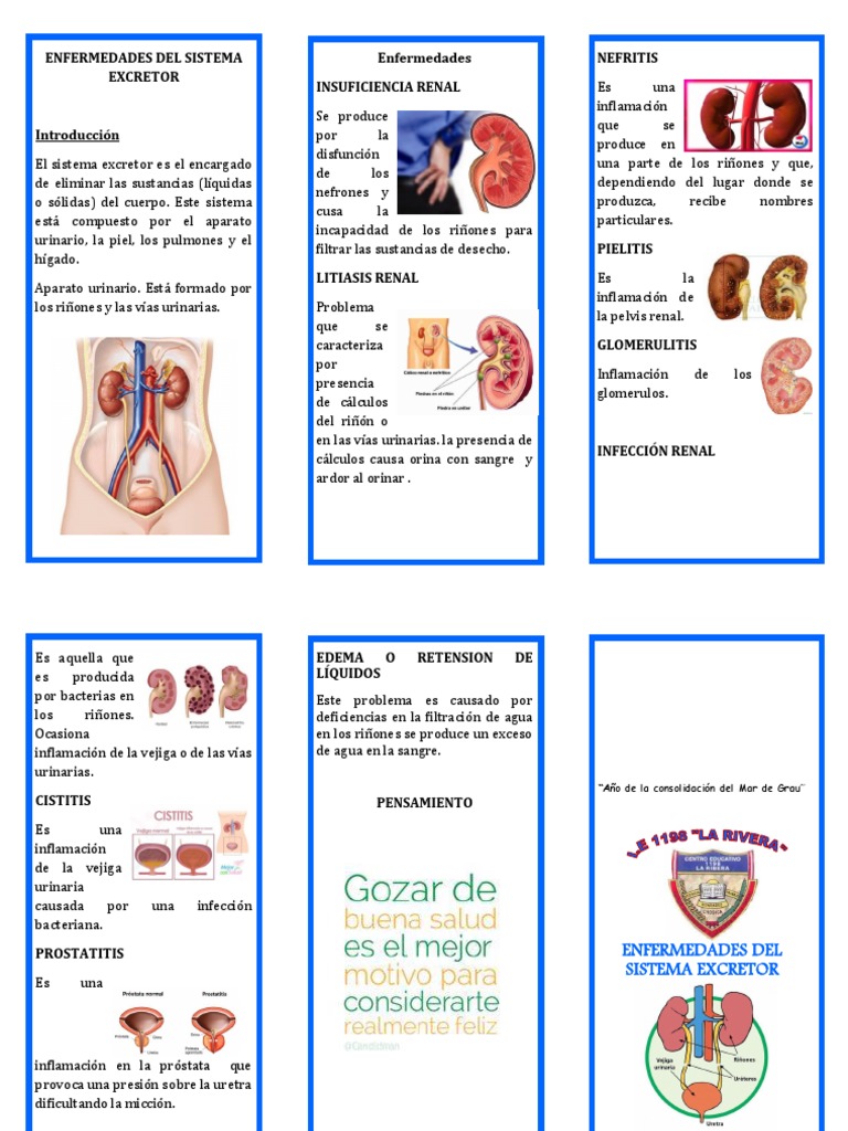 Triptico Enfermedades Del Sistema Excretor