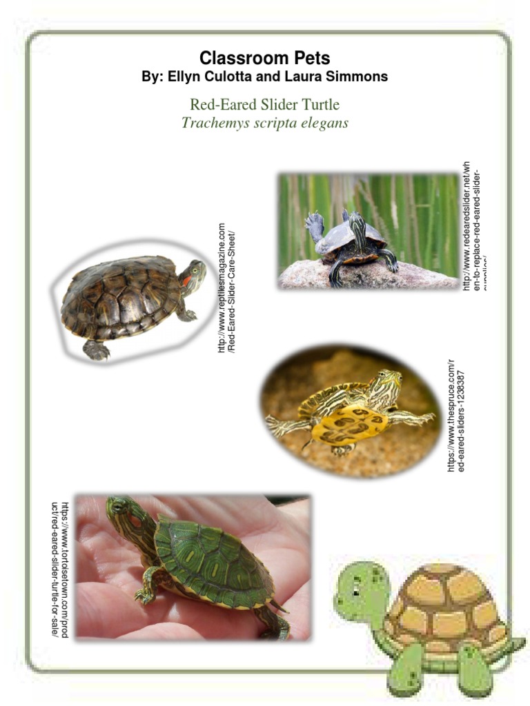 Classroom Pets Final | PDF | Turtle | Aquarium