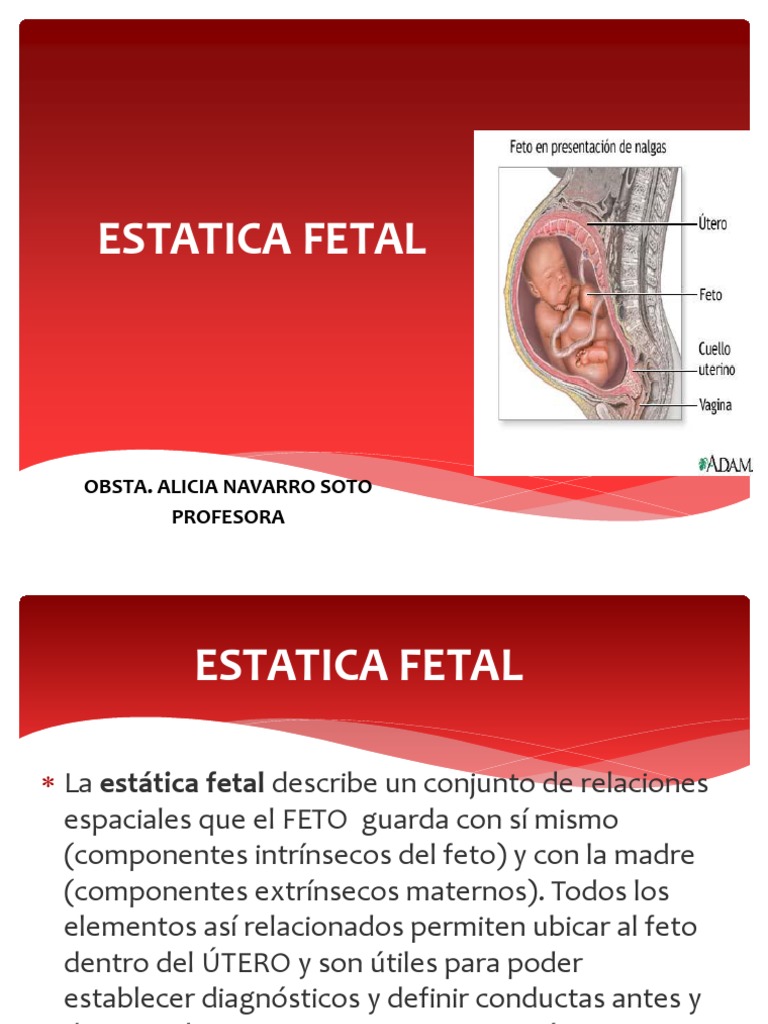 2.estatica Fetal PDF | PDF | Anatomía humana | Salud y bienestar