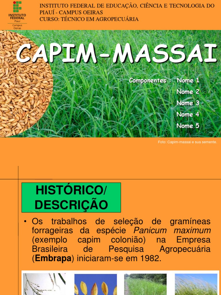 As características e o manejo do capim-massai (Panicum maximum cv ...