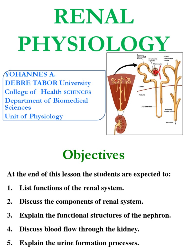 Renal Physiology | PDF | Kidney | Urinary System