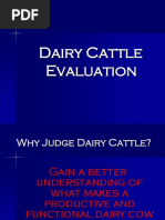 Dairy Cattle Judging Fundamentals | PDF | Dairy Cattle | Cattle