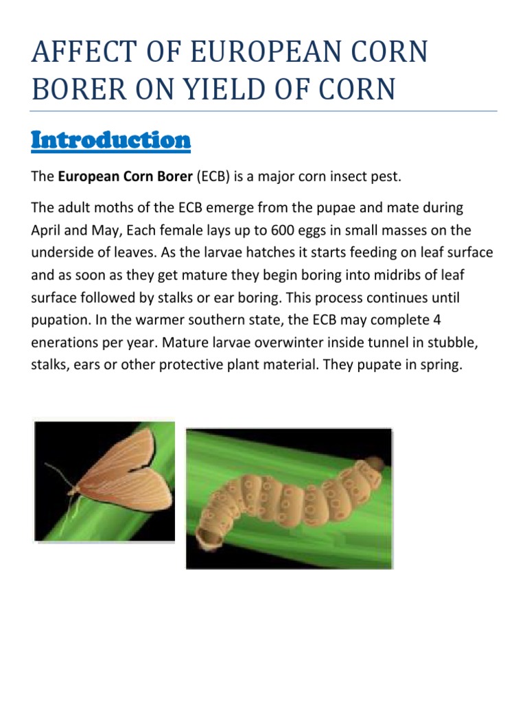 Impact of European Corn Borer on Corn Yield | PDF | Maize | Plants