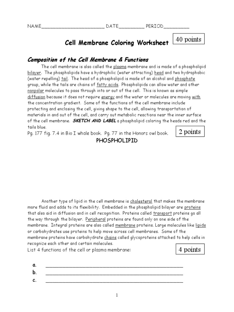 Cell Membrane Coloring Worksheet-2011 | PDF | Cell Membrane | Phospholipid