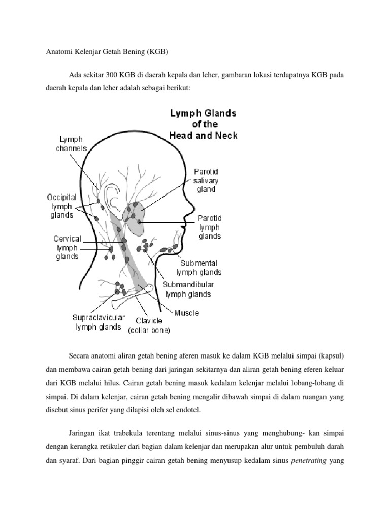 KGB Anatomi - New | PDF