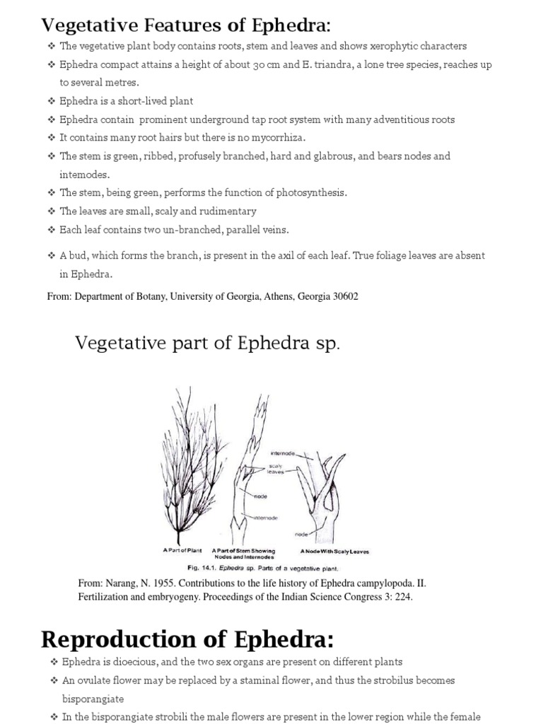Vegetative Features of Ephedra | PDF