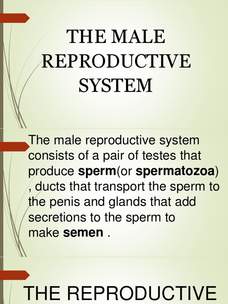 The Male Reproductive System | PDF | Testicle | Semen