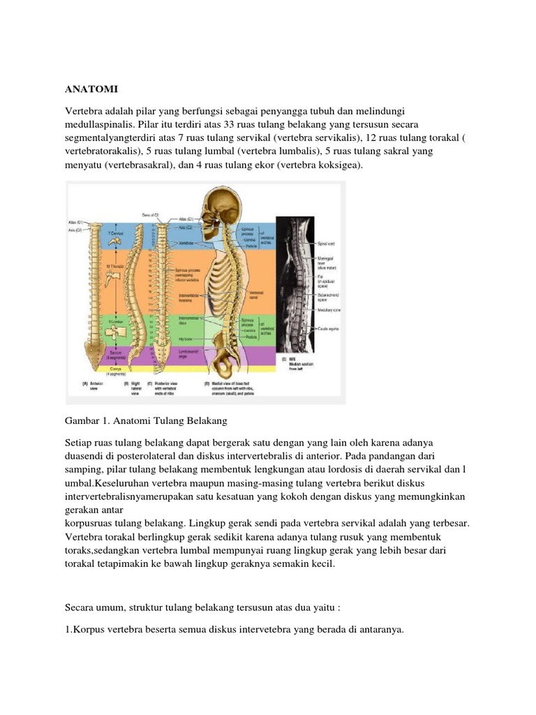 ANATOMI Lumbal | PDF