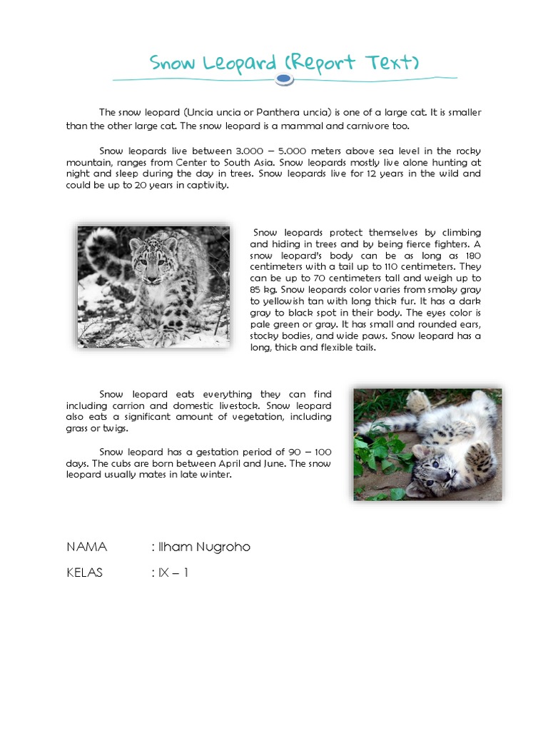 Nama: Ilham Nugroho Kelas: IX - 1: Snow Leopards Protect Themselves by ...