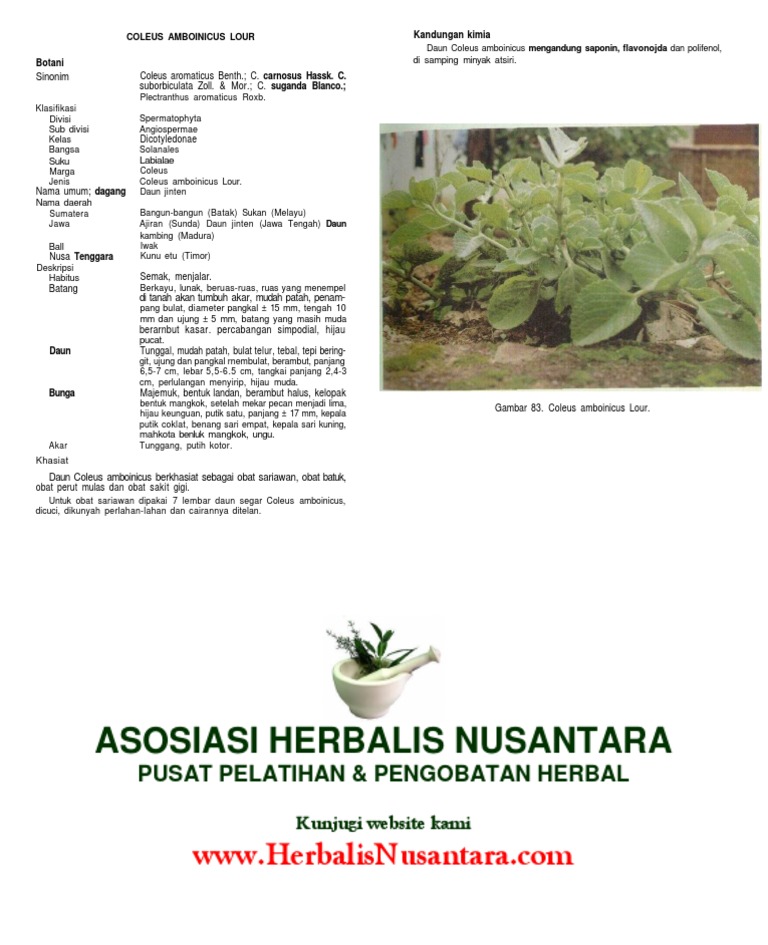 Khasiat dan Deskripsi Daun Jinten | PDF | Kesehatan Holistik | Sains ...