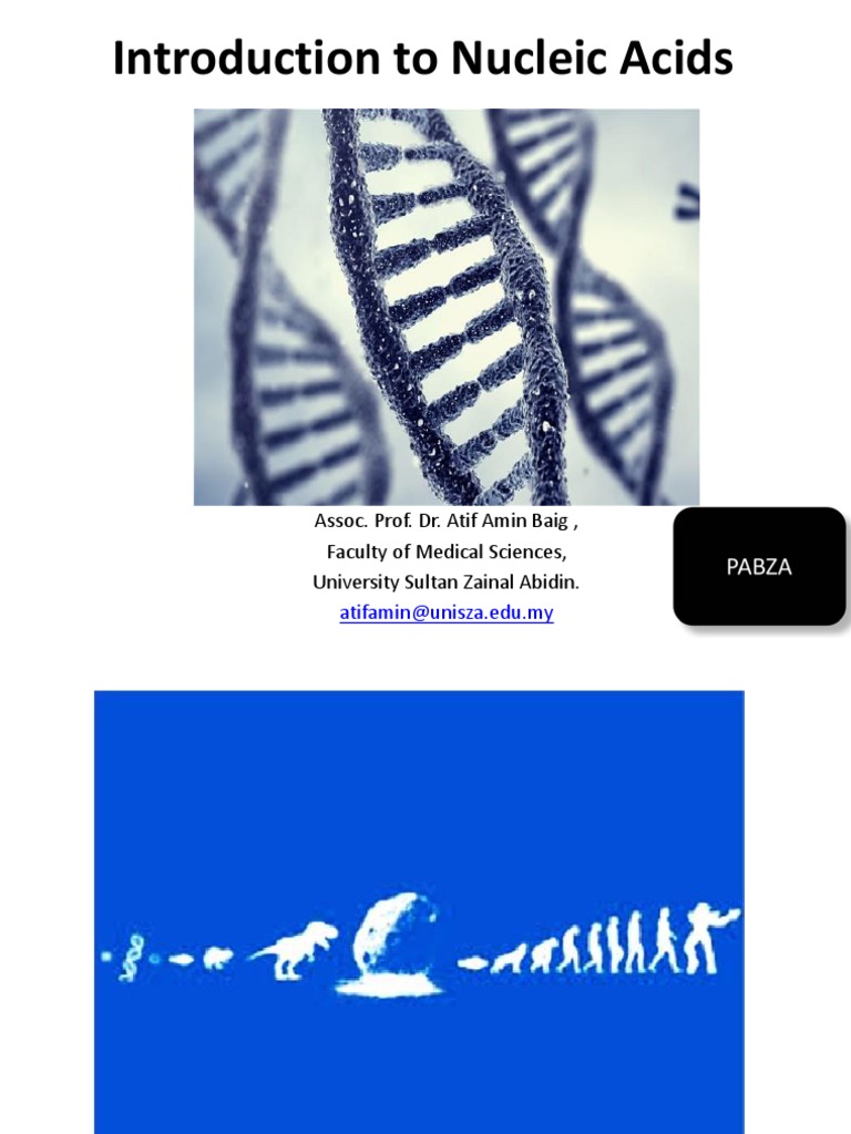 Introduction To Nucleic Acids | PDF | Nucleotides | Nucleic Acids