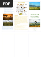 Ava'S - Amazon Rainforest Brochure | PDF | Amazon Rainforest | Trees