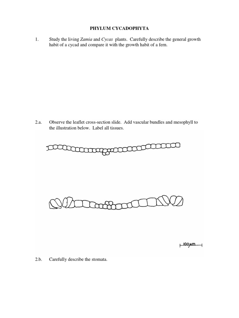 Cycadophyta Life Cycle and Anatomy | PDF | Home & Garden