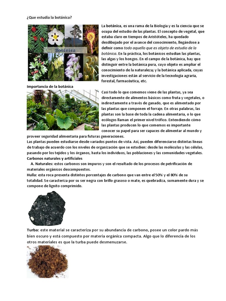 Que Estudia La Botánica | PDF | Botánica | Plantas