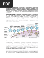 Las Uniones GAP | PDF | Músculo | Contracción muscular