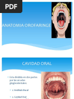 Velo Del Paladar - Escrito | PDF | Cara | Anatomía