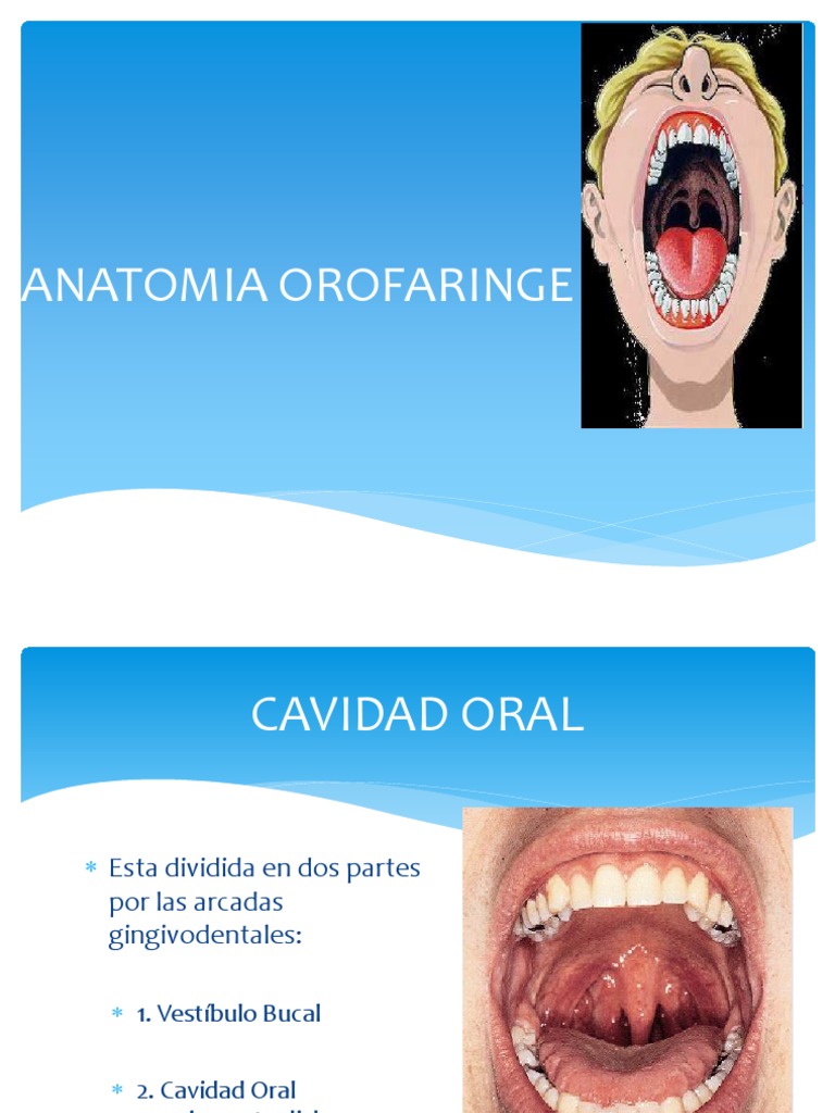 01 Orofaringe | PDF | Anatomía humana | Cabeza y cuello humanos