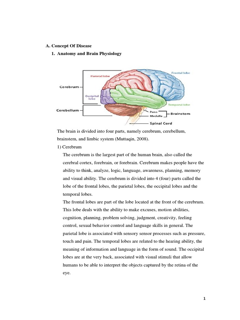 A. Concept of Disease 1. Anatomy and Brain Physiology | PDF | Human ...