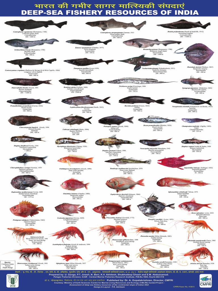 Deep Sea Fish Poster | PDF