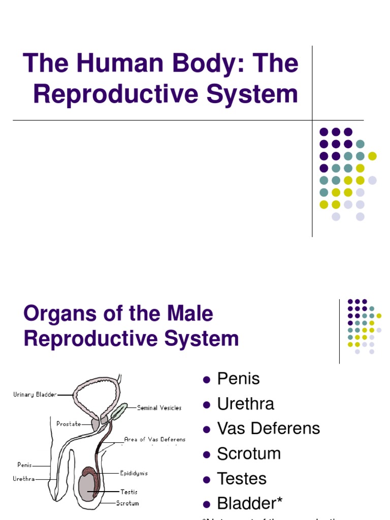 The Human Body Reproductive Systems | PDF | Menstrual Cycle ...