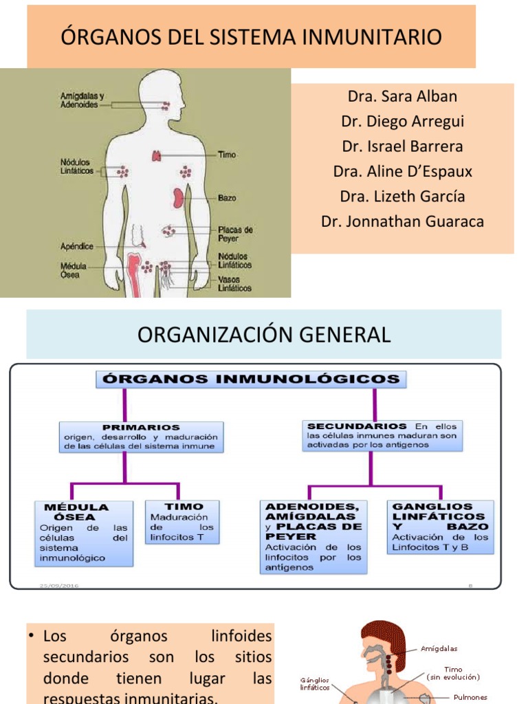 Órganos Del Sistema Inmunitario | Ganglio linfático | Sistema linfático