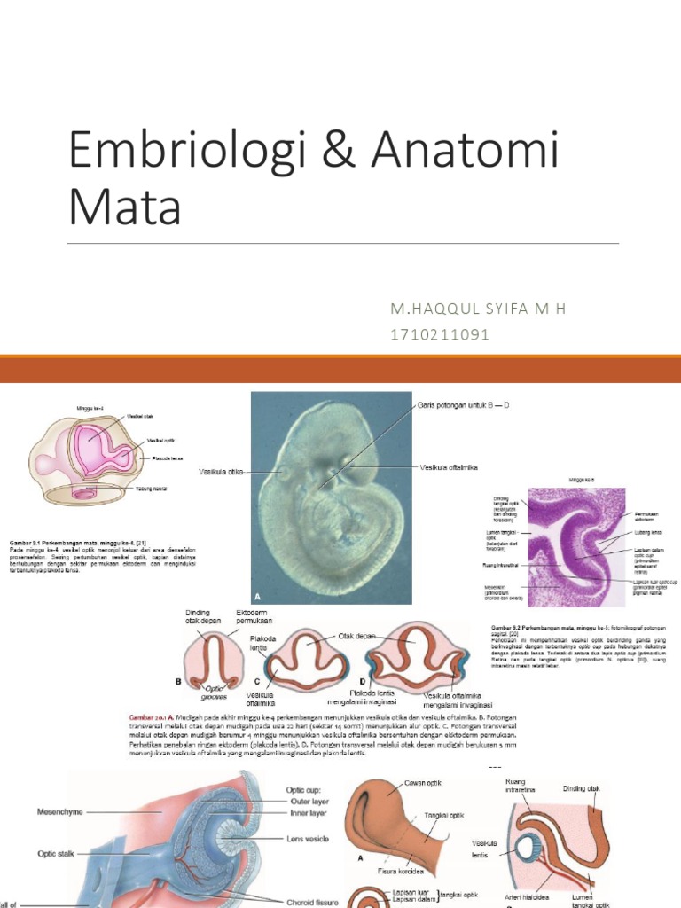 Embriologi Anatomi Mata | PDF